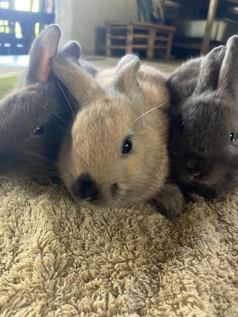 baby rabbits for sale | Rabbits | Gumtree Australia Northern Territory ...