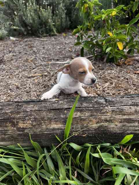 ultra Rare Unique mini foxie DNA tested clear | Dogs & Puppies ...