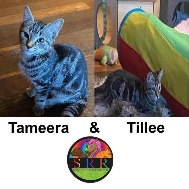 Tillee and Tameera - Soquilichi Rescue Ranch | Cats & Kittens | Gumtree ...