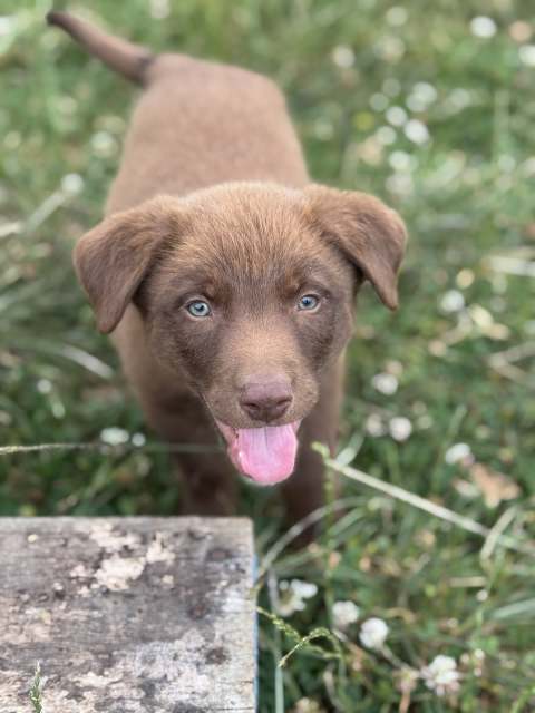 Kelpie puppies | Dogs & Puppies | Gumtree Australia East Gippsland ...