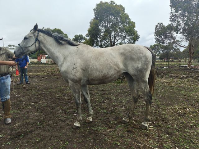 grey ottb mare | Horses & Ponies | Gumtree Australia Warrnambool City - Warrnambool | 1330199715