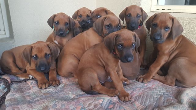Purebred Rhodesian Ridgeback Puppies | Dogs & Puppies | Gumtree ...