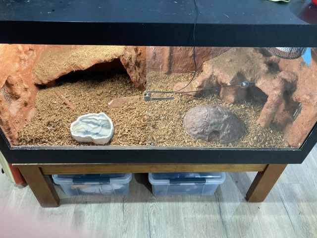 Blue tongue lizard with 4-2-2 enclosure | Reptiles & Amphibians ...