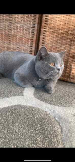 British short hair male entire | Cats & Kittens | Gumtree Australia ...