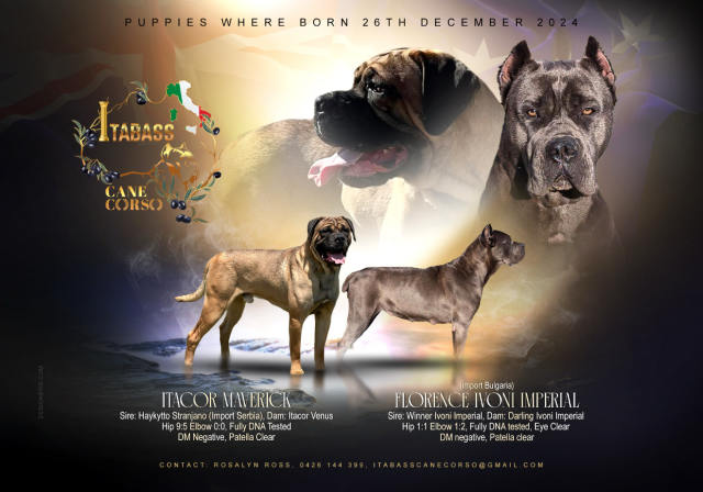 🏆ANKC PEDIGREE CANE CORSO PUPPIES 🏆 | Dogs & Puppies | Gumtree ...