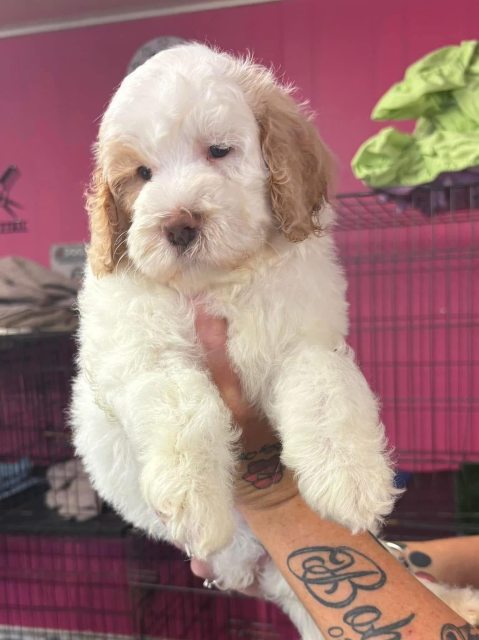 Multigen labradoodle | Dogs & Puppies | Gumtree Australia Ipswich City ...