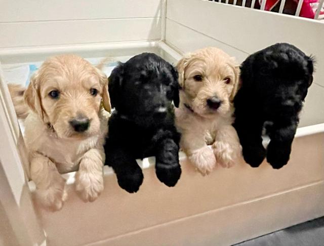 F1 Groodle puppies (Poodle x Retriever ) | Dogs & Puppies | Gumtree ...