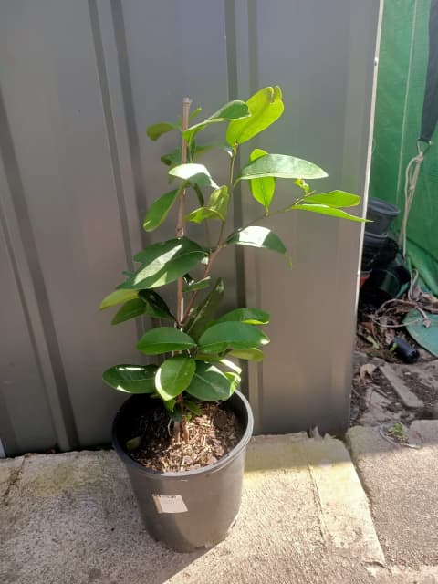 Black Apple/Native Sapote (Pouteria australis) | Plants | Gumtree ...