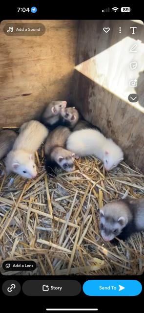 Baby Ferrets Available Now | Other Pets | Gumtree Australia Cessnock Area - Kearsley | 1330590117