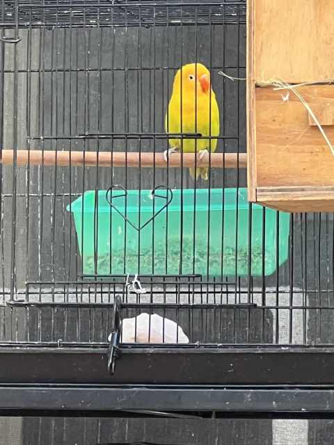 Breeding pair yellow face Fischer | Birds | Gumtree Australia Liverpool ...