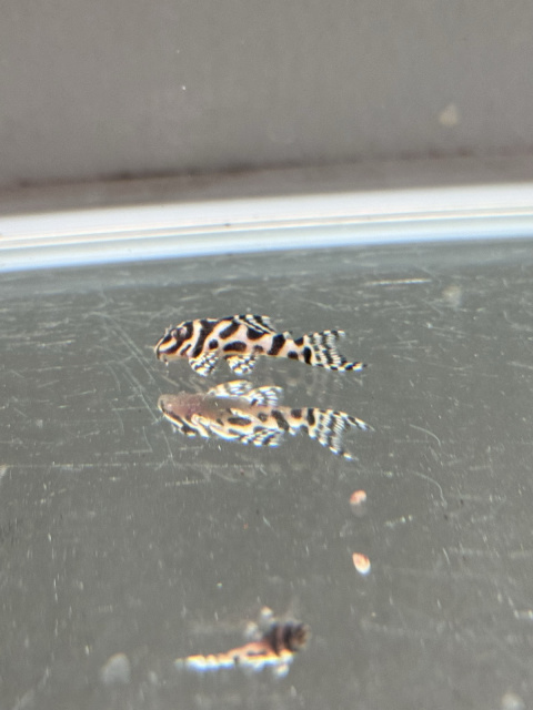 L236 basic pleco | Fish | Gumtree Australia Redland Area - Victoria ...