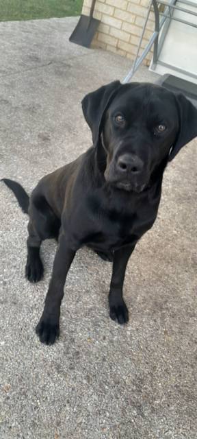 9 month old Black Labrador Puppy | Dogs & Puppies | Gumtree Australia ...