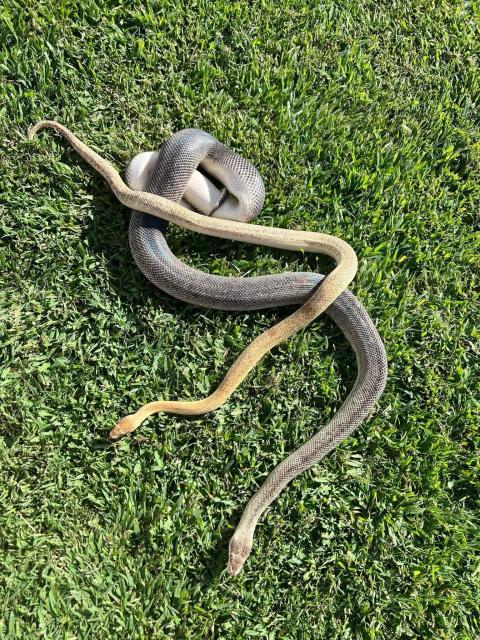 Children’s pythons | Reptiles & Amphibians | Gumtree Australia ...