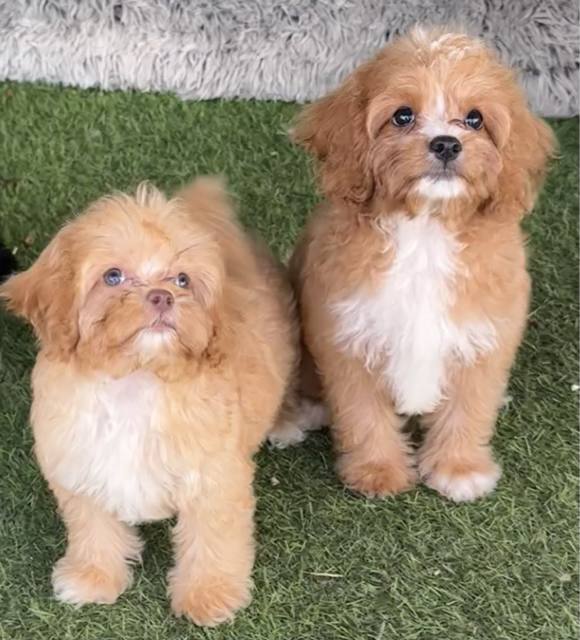 Cavoodle F1B DNA Clear | Dogs & Puppies | Gumtree Australia Logan Area ...