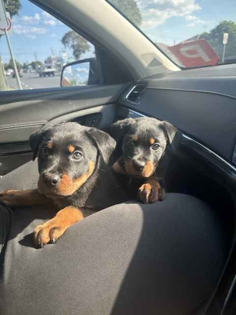 PUREBREAD XL GERMAN ROTTWEILERS | Dogs & Puppies | Gumtree Australia ...