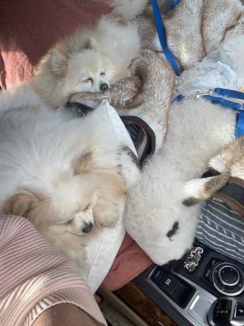 Rare opportunity to raise a F1 “cutest sheep in the world” Orphan Lamb ...