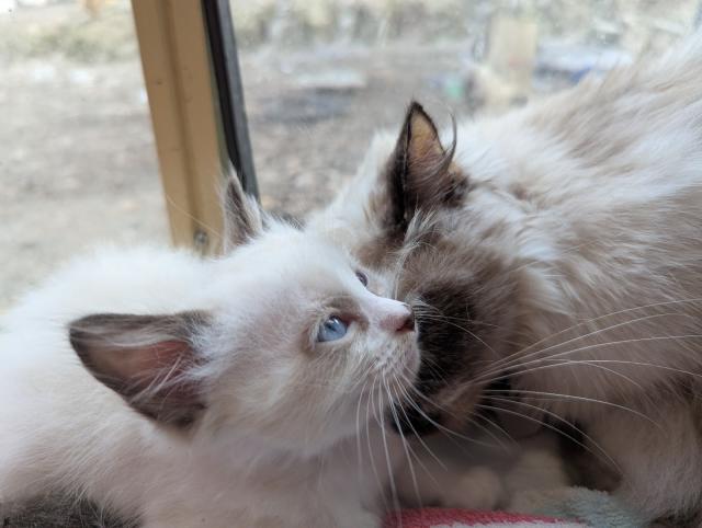 Pure Breed Ragdoll Kittens, trained and ready to go | Cats & Kittens ...