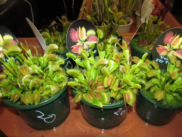 Venus Flytrap BIG pots $15 and $20 - Plants in Melton VIC | Gumtree ...