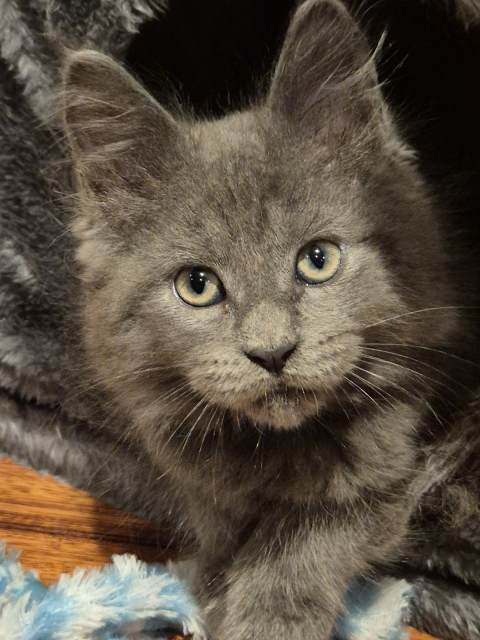 pedigree maine coon kittens | Cats & Kittens | Gumtree Australia ...