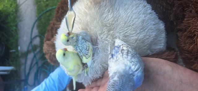 budgies hand raised | Birds | Gumtree Australia Wollongong Area ...