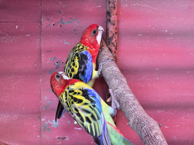 Eastern Rosella Pair Aviary birds | Birds | Gumtree Australia Mount ...