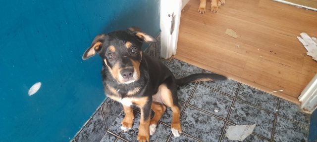 rotti x kelpie puppies | Dogs & Puppies | Gumtree Australia Swan Area ...