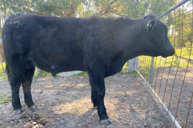 Angus Bull | Livestock | Gumtree Australia Dungog Area - Vacy | 1328947942