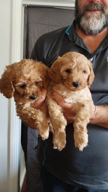 cavoodle pups 3 girl 1 boy . Ruby red . almost 8 weeks old . | Dogs ...