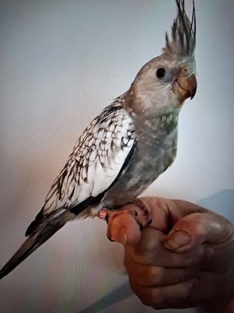 Handraised Tame Pet Cockatiels | Birds | Gumtree Australia Noosa Area ...