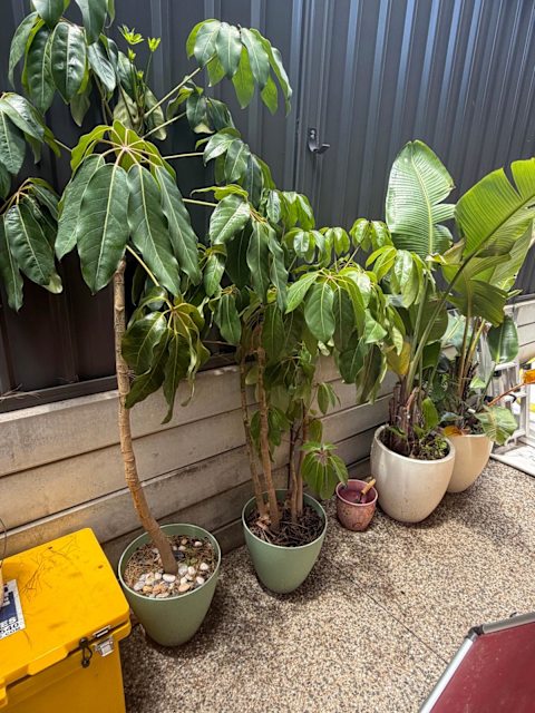 Outdoor trees - Plants in Seacliff SA | Gumtree Australia
