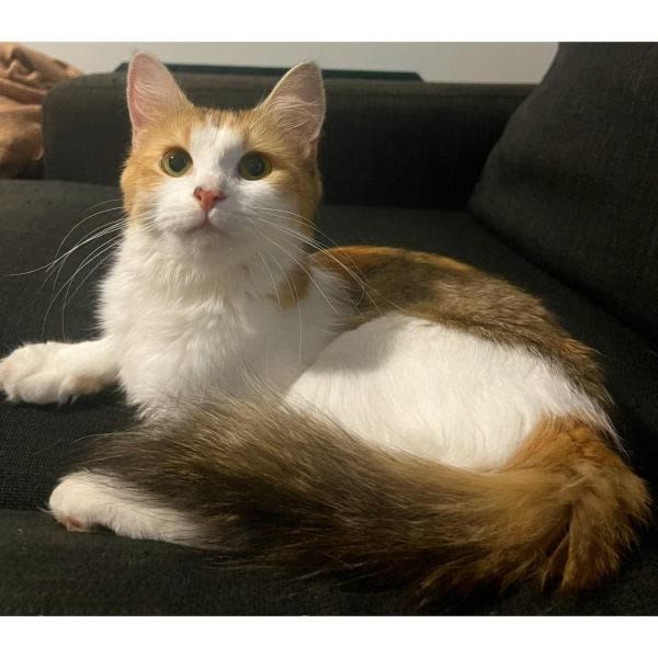 12086 : Missy - CAT for ADOPTION - Vet Work Included | Cats & Kittens ...