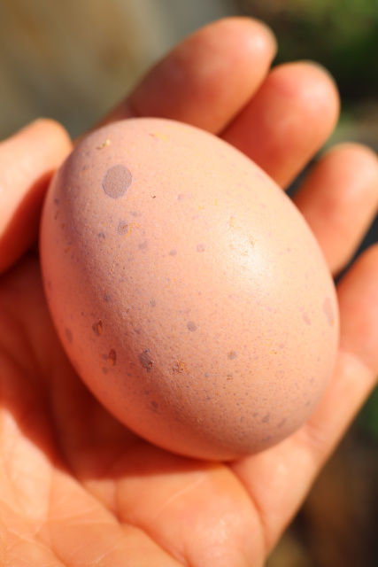 Fertile Rainbow Eggies - Other Garden in North Arm QLD | Gumtree Australia