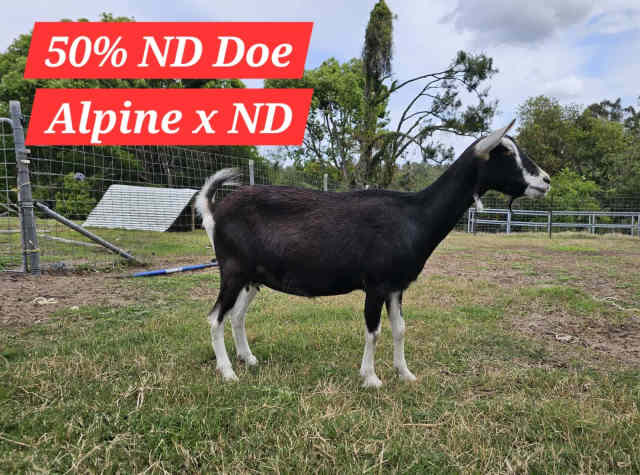 Mini milkers Nigerian Dwarf goats | Livestock | Gumtree Australia ...