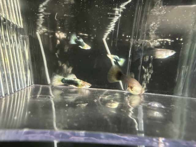 Blue Moscow & assorted guppies | Fish | Gumtree Australia Redcliffe ...