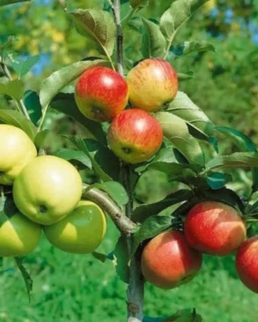 Advanced 2 way grafted fruit trees Mature & instant 35 cm pots - Plants ...