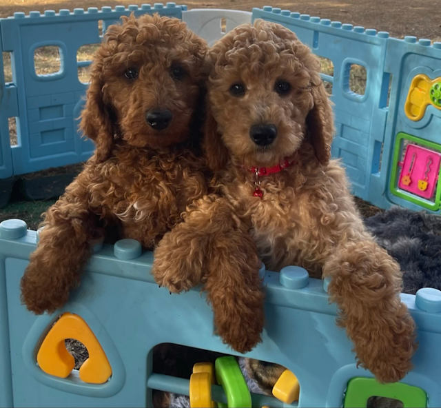 Standard Poodles DNA Tested Hip & Elbow Scored Male Only Available ...