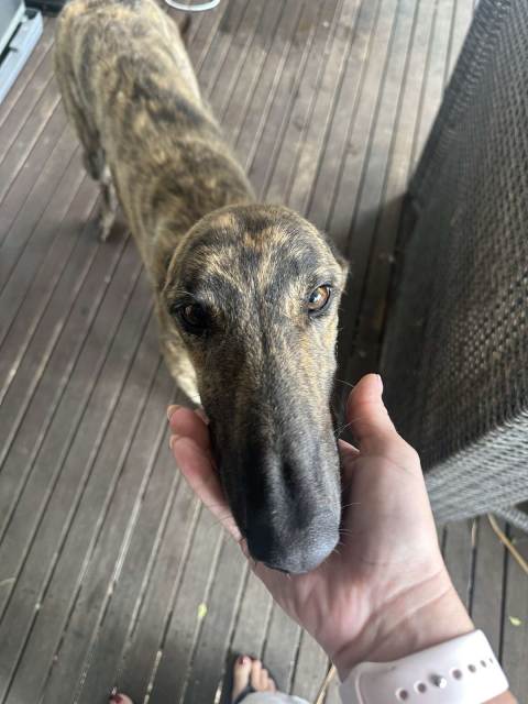 Greyhound rehoming asap | Dogs & Puppies | Gumtree Australia Penrith ...