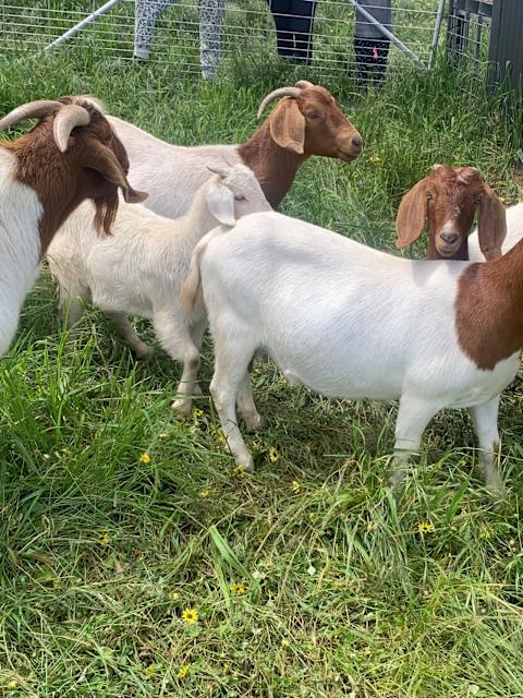 Pure Boer goats, cross breed goats, goats, goat | Livestock | Gumtree ...