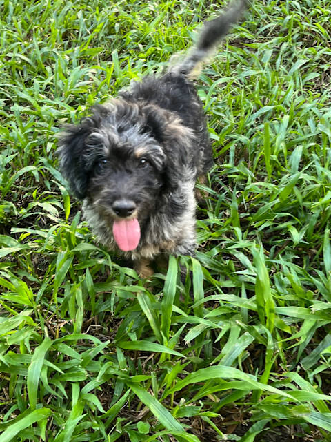 Blue Merle Mini Groodle Puppy | Dogs & Puppies | Gumtree Australia ...