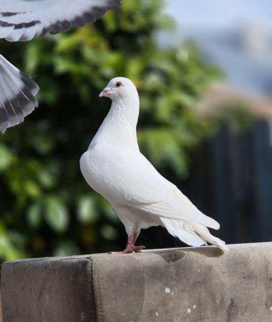 8 pigeons for sale, $10 each. | Birds | Gumtree Australia Glenorchy ...