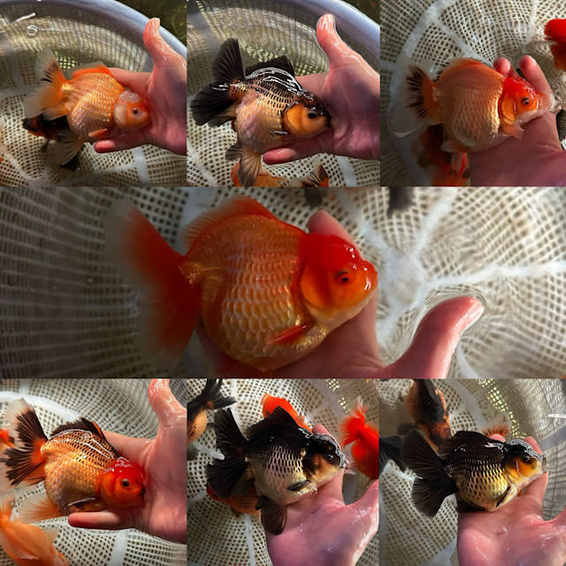 10-12cm Young Orandas | Fish | Gumtree Australia Brisbane South West ...