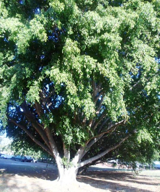 WEEPING BENJAMINA FICUS TREES IN VARIOUS SIZES IN GROWBAGS 4 SALE QLD ...