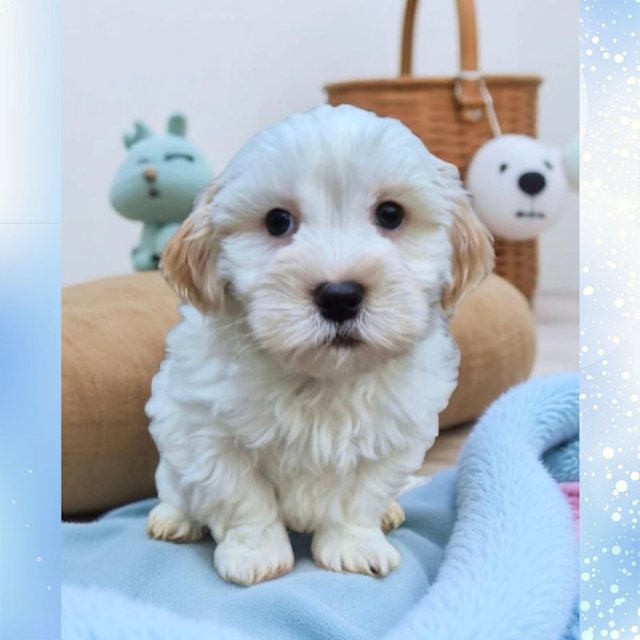 💙 1 BOY LEFT! Ready! Quality MALTESE SHIH TZU puppies! low shedding ...