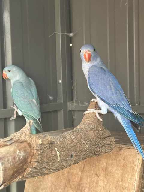 Indian Ringnecks & Zebra finches - standard, white, euros | Birds ...