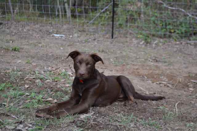 Kelpie puppies | Dogs & Puppies | Gumtree Australia Redland Area ...