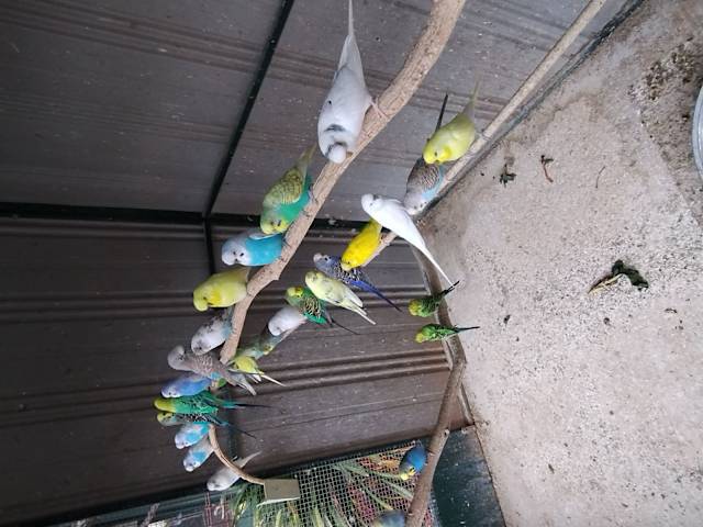 Young Budgies | Birds | Gumtree Australia Brimbank Area - Derrimut ...