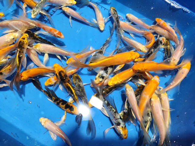 Top quality koi pond fish butterfly long fin koi | Fish | Gumtree ...