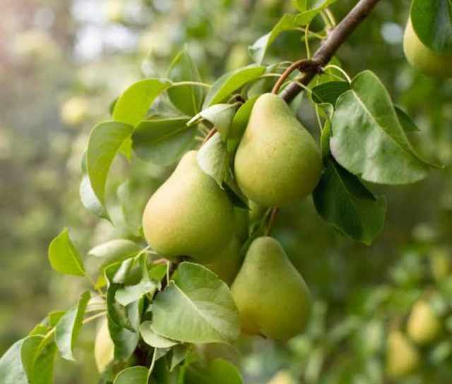 Pear fruit trees for sale 45$ each 1.3 m each - Plants in Busby NSW ...