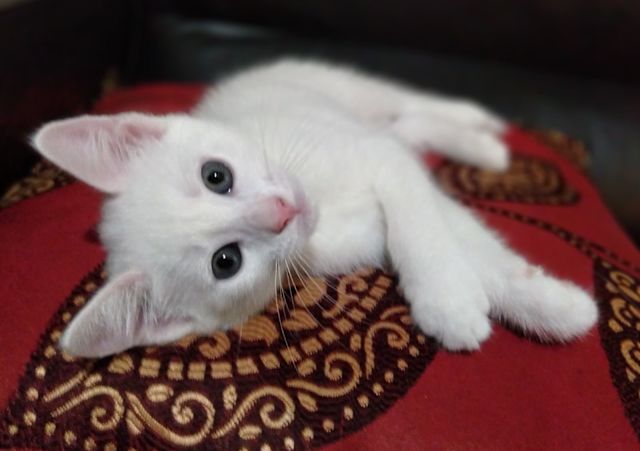 Kitten rarest Pure White Angora X Arabian Mau, female | Cats & Kittens ...