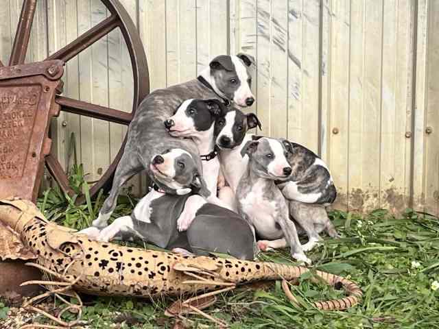 Purebred Whippet Pups | Dogs & Puppies | Gumtree Australia Coolamon ...